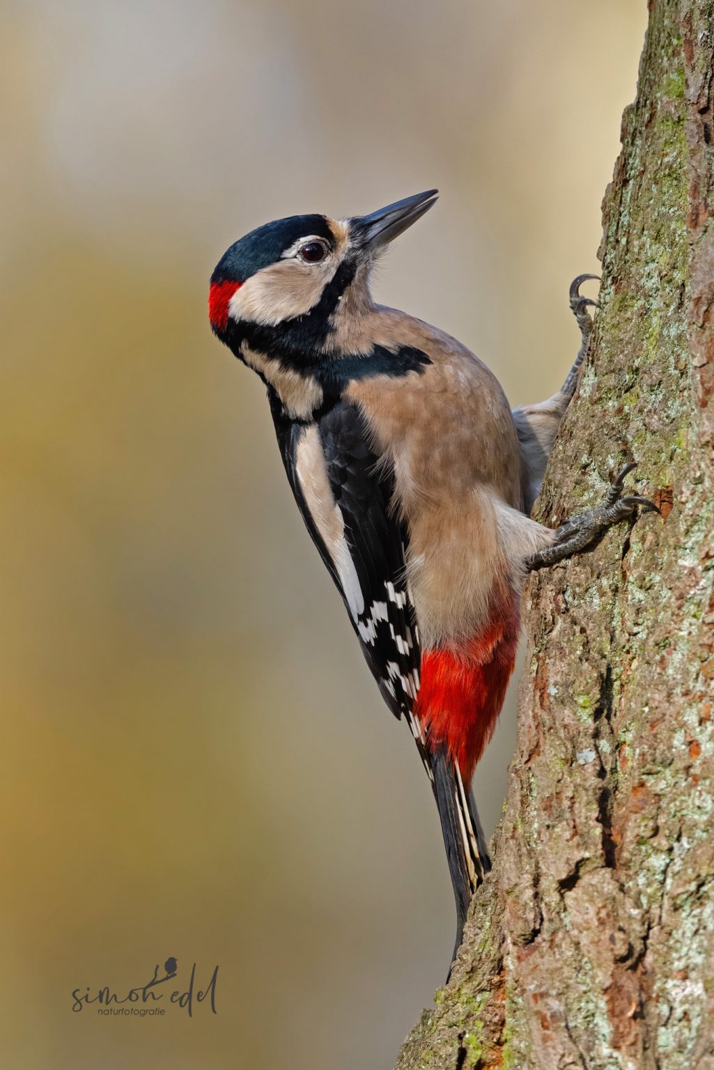Spechte - Naturfotografie Simon Edel