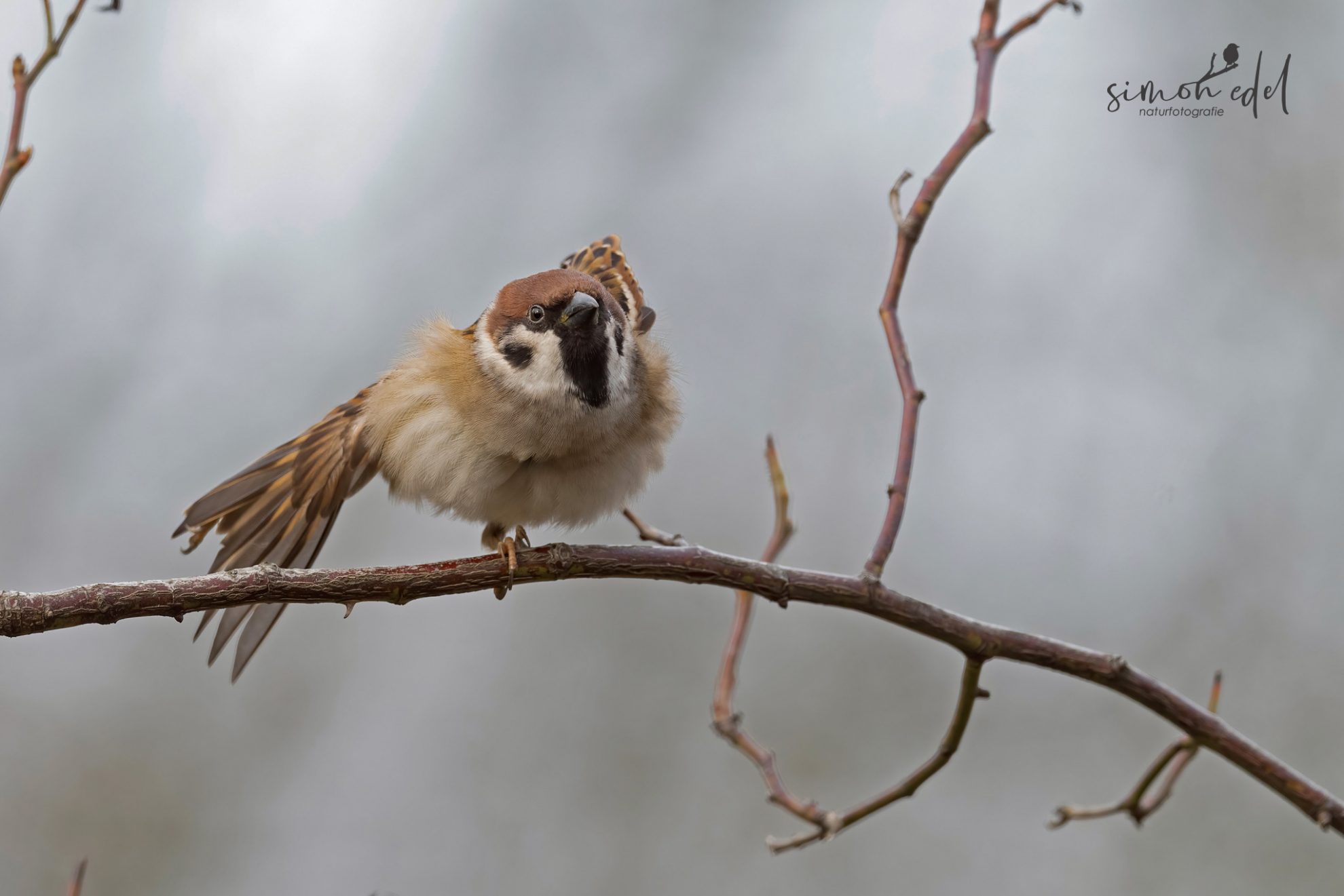 weitere Vögel - Naturfotografie Simon Edel