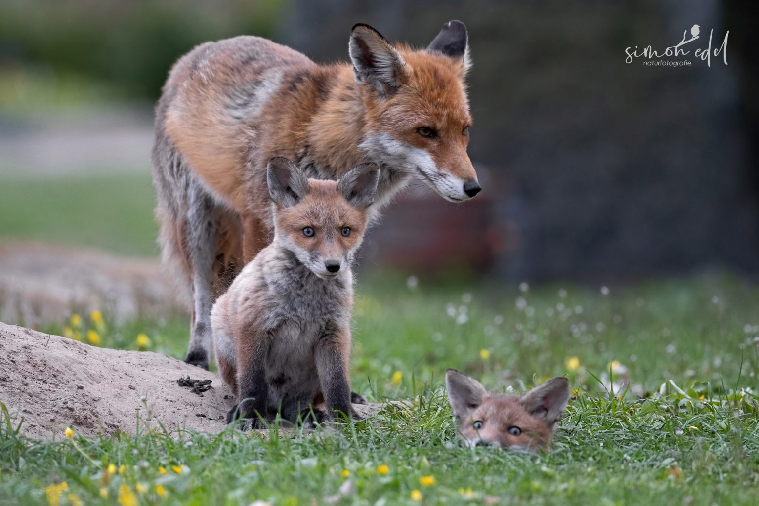 Rotfuchs hat Nachwuchs - Naturfotografie Simon Edel