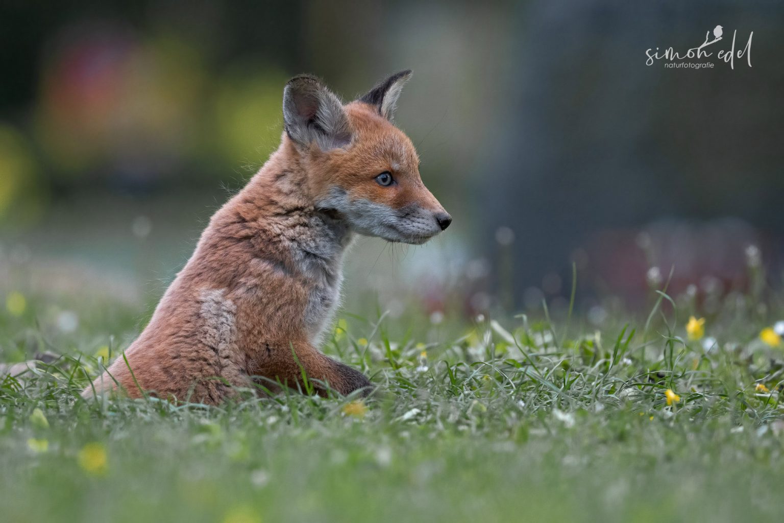 Tiere - Naturfotografie Simon Edel